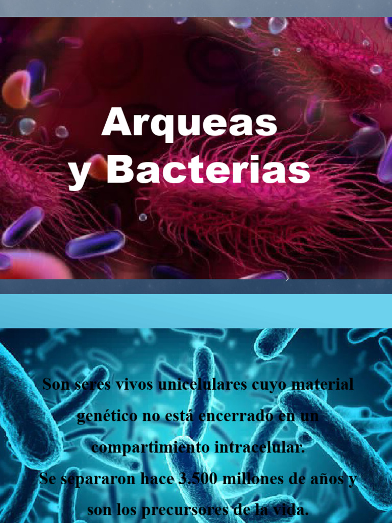 Arqueas y Bacterias: Características Clave | PDF | Archaea | Las bacterias