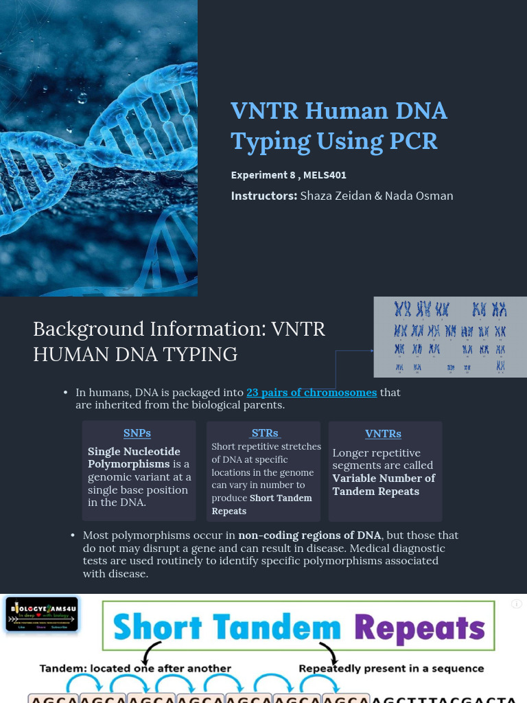 VNTR Human DNA Typing Using PCR | PDF | Polymerase Chain Reaction | Dna ...