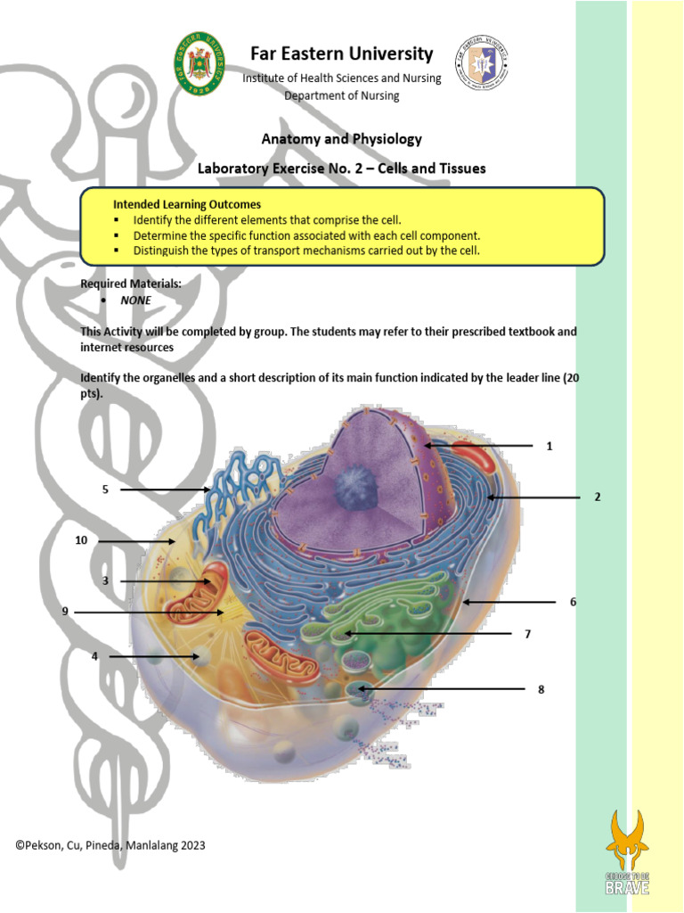 Anatomy & Physiology Lab: Cells & Tissues | PDF | Cell (Biology ...