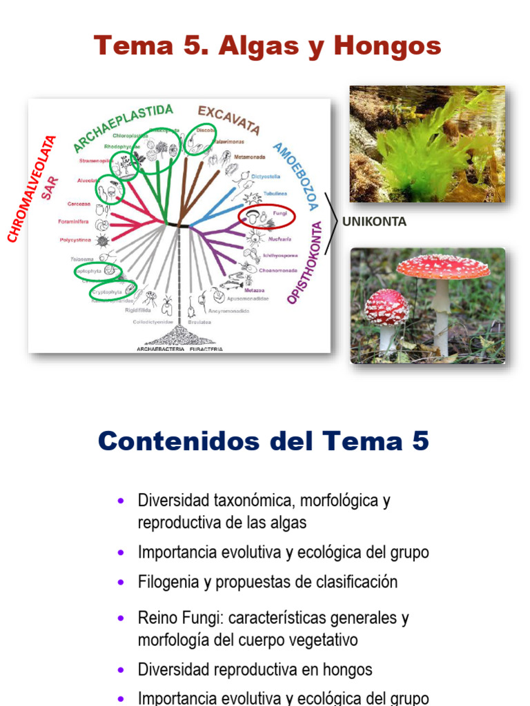 Tema 5 Algas y Hongos | PDF | Algas | Plantas