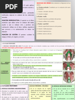 Anatomía y Función de los Músculos del Periné | PDF | Sistema ...