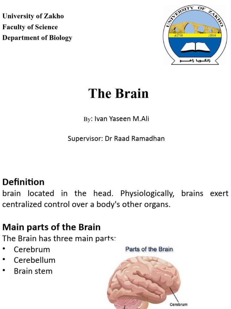 The Brain | PDF | Brain | Cerebrum