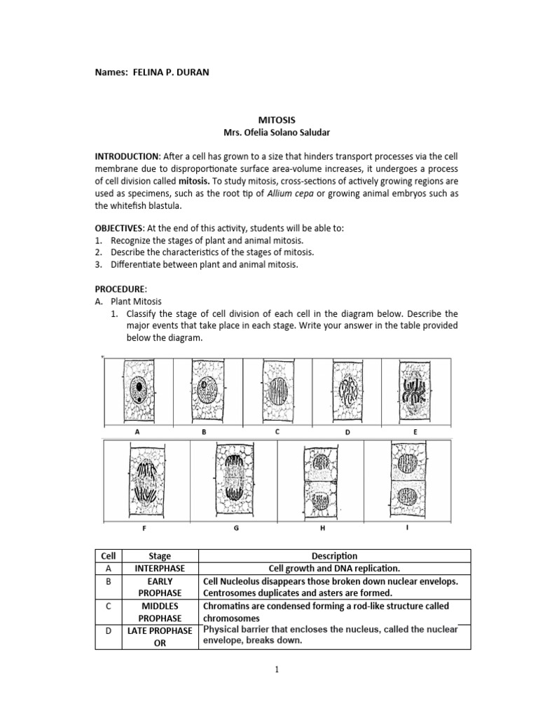 Mitosis Worksheet | PDF | Mitosis | Genetics