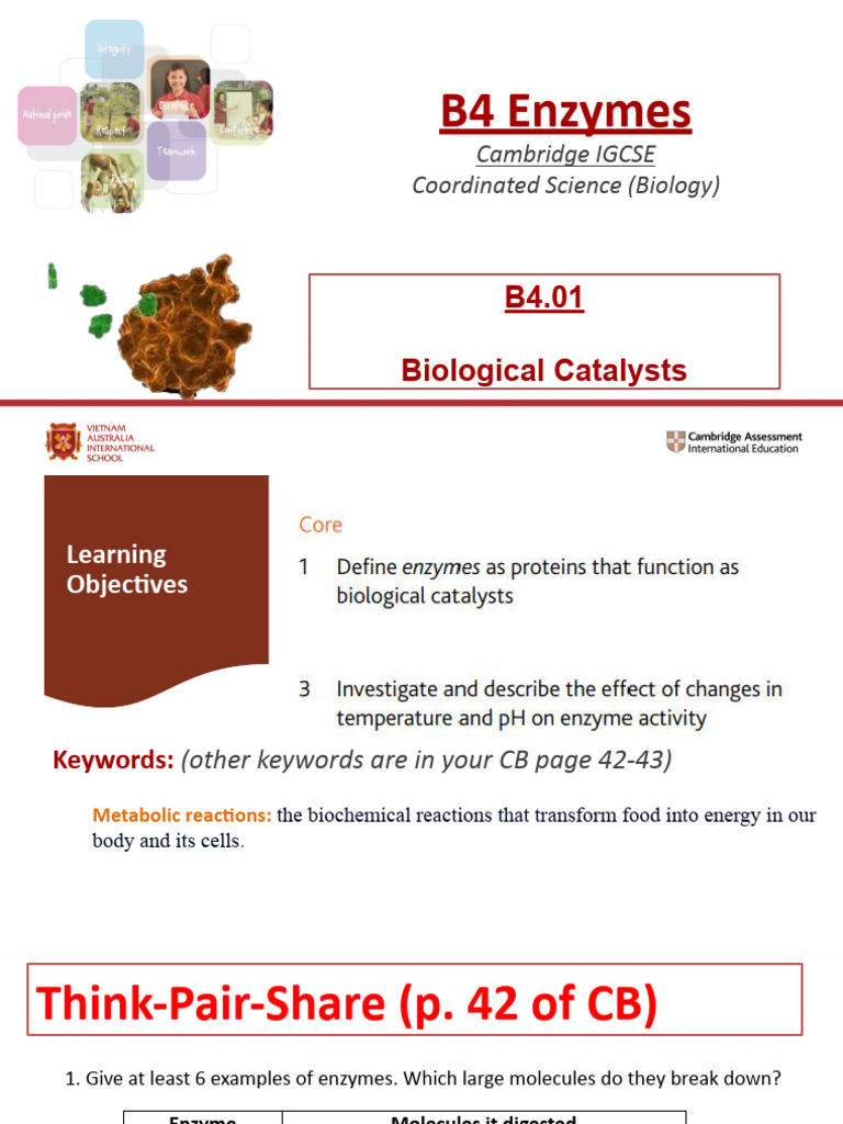 Enzymes | PDF | Enzyme | Active Site