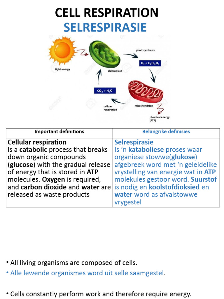 Respiration-3 | PDF
