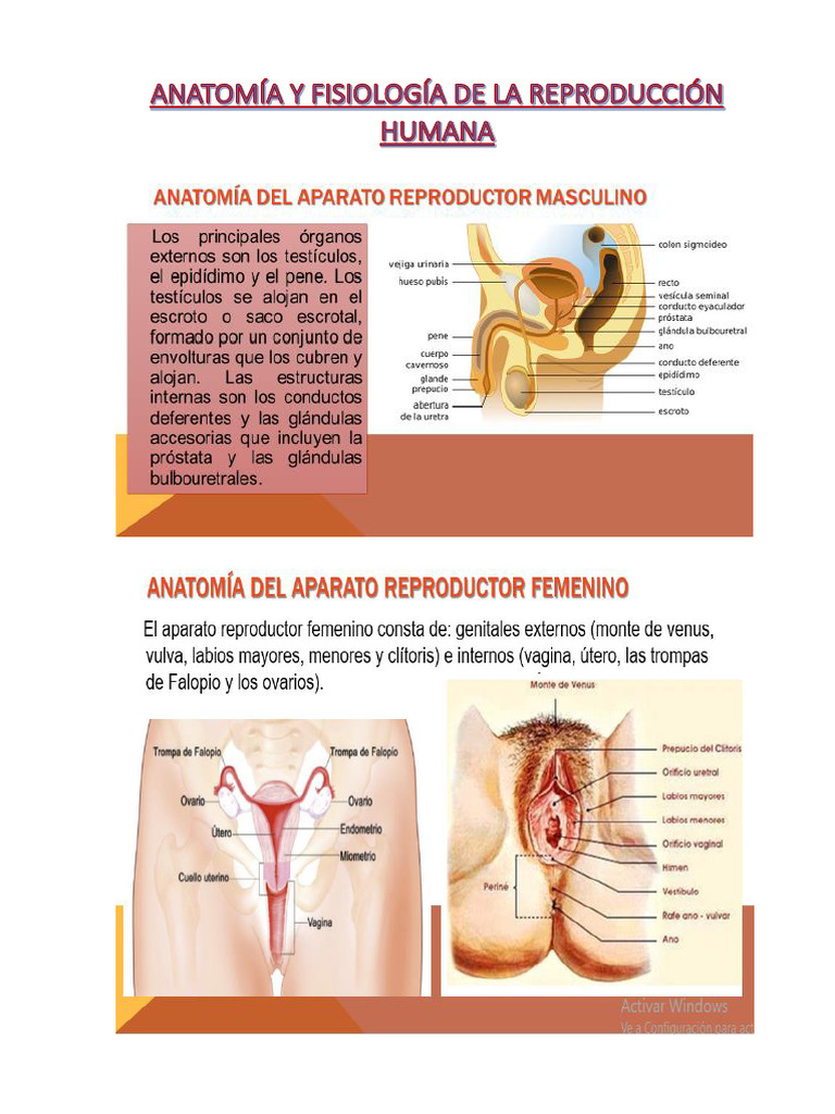 ANATOMÍA Y FISIOLOGÍA DE LA REPRODUCCIÓN HUMANA roxana | PDF