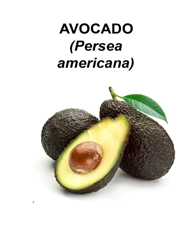 Avocado | PDF | Avocado | Plants