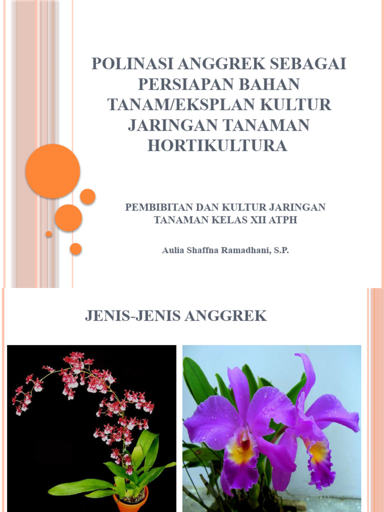 Polinasi Anggrek untuk Eksplan Kultur | PDF