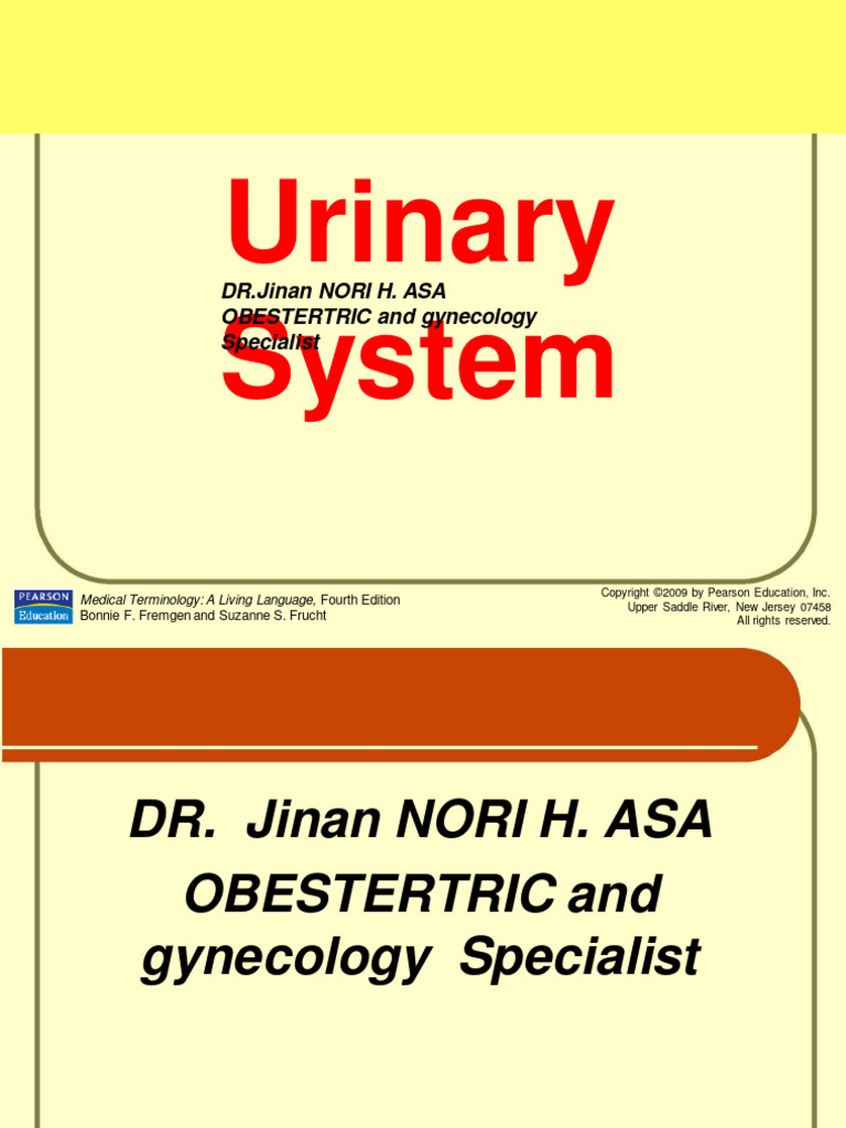 Lecture 4 Urinary System | PDF | Urinary System | Kidney