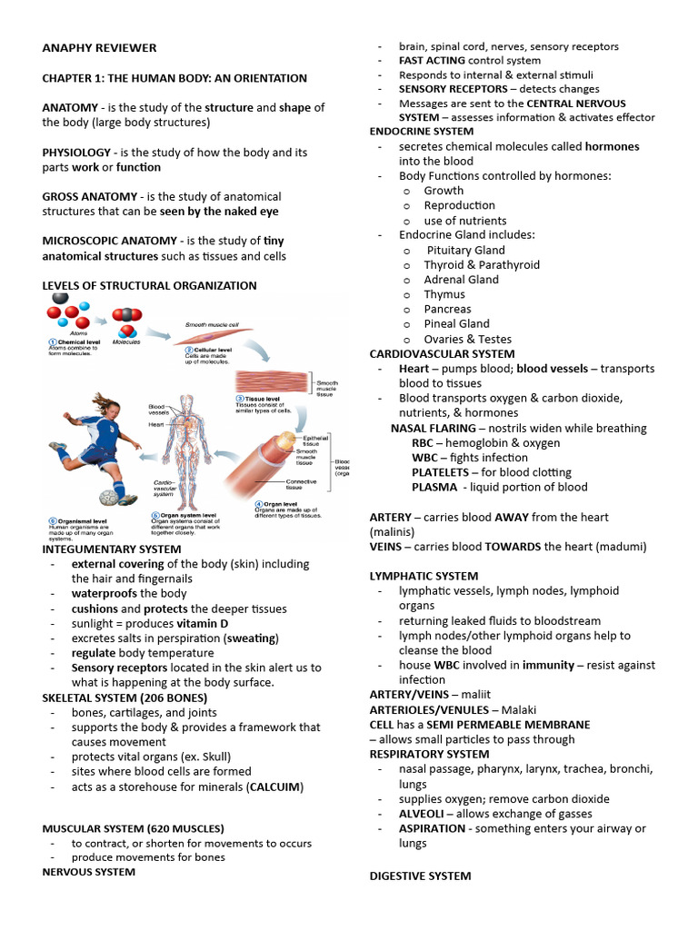 Blood Anaphy | PDF | Vertebral Column | Human Body