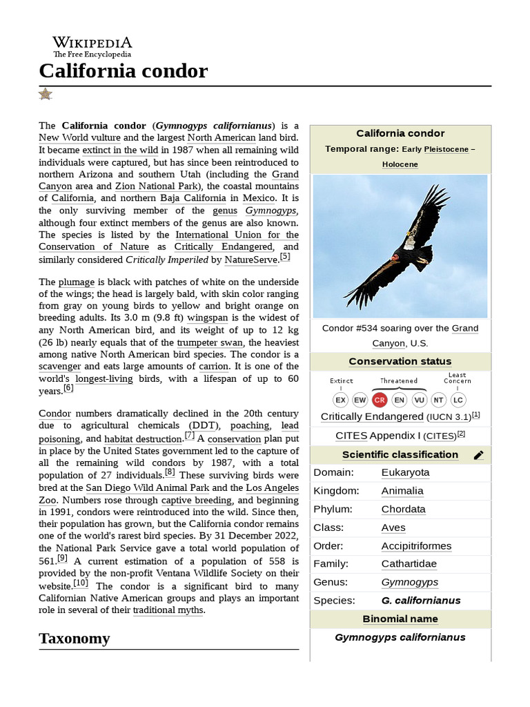 California Condor | PDF | Birds