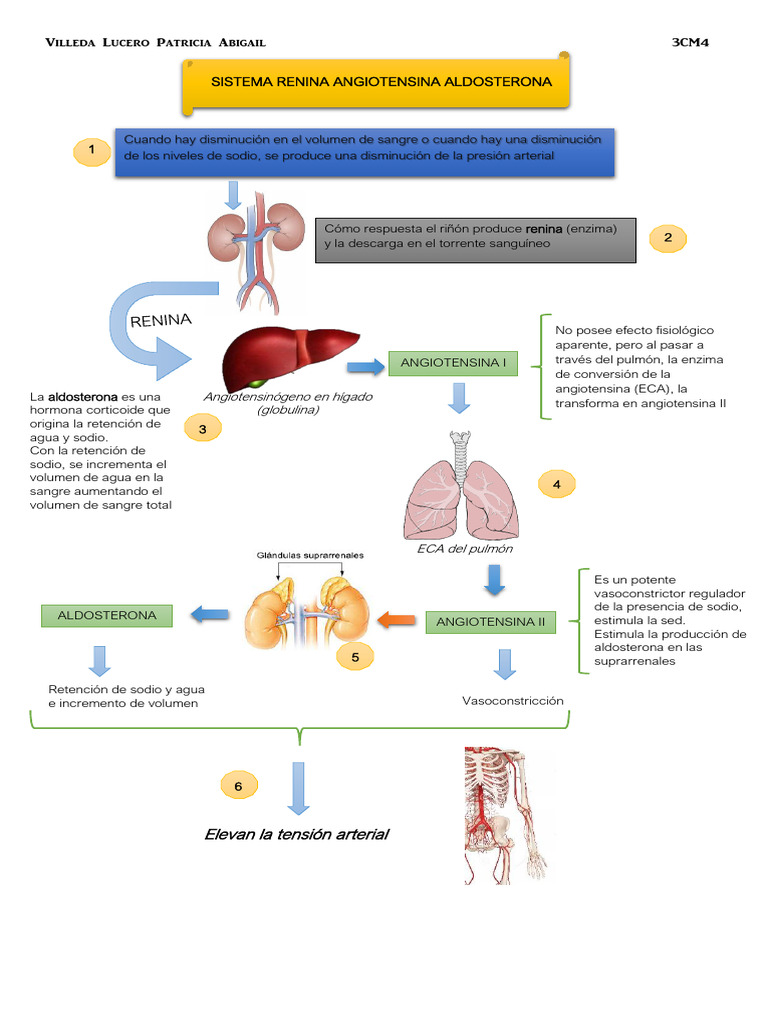 Sistema Renina Angiotensina Aldosterona | PDF | Angiotensina ...