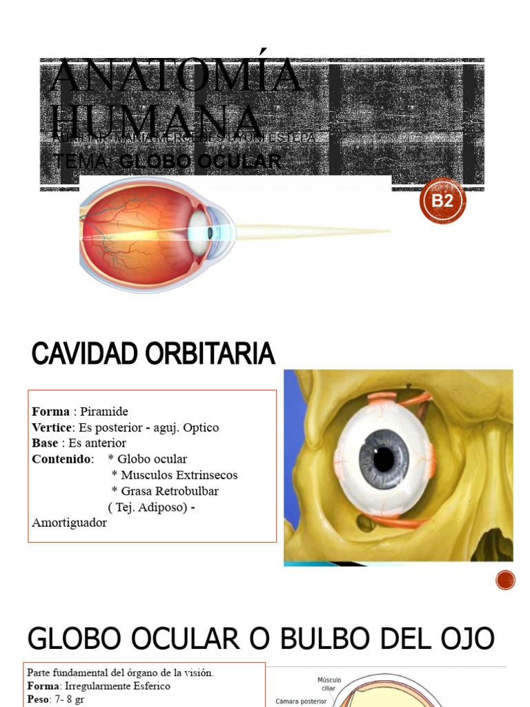 Anatomía Del Globo Ocular | PDF | Ojo humano | Óptica
