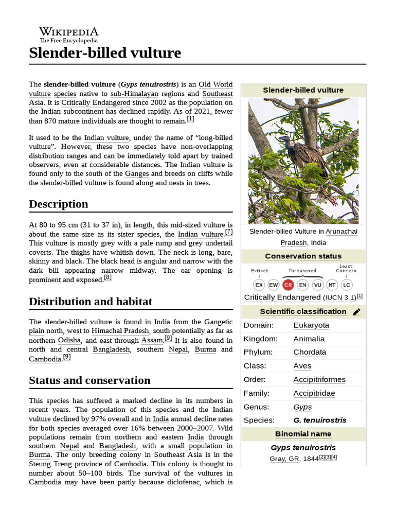 Slender-Billed Vulture | PDF | Birds Of Asia | Birds