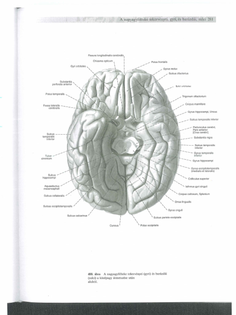 Sobotta Anatomia I.281-410 | PDF