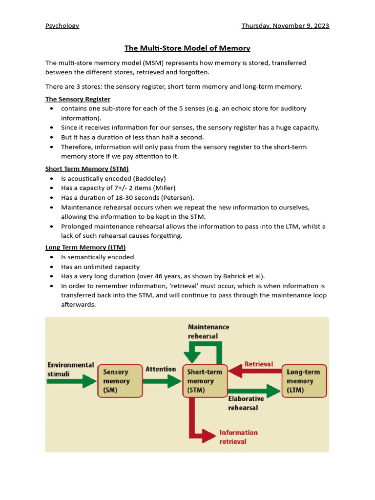 The Multi Store Model of Memory AQA Psychology | PDF