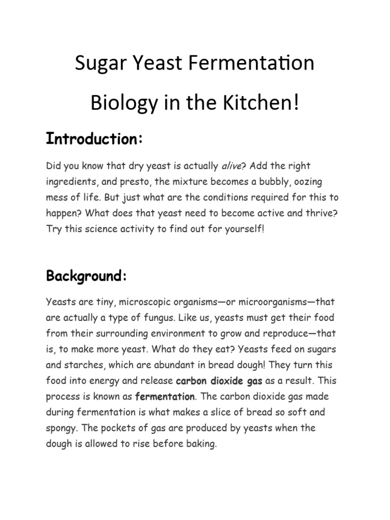 Yeast Fermentation with Sugar Experiment | PDF | Yeast | Fermentation