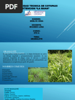 Características del Pasto Imperial | PDF | Pasto | Agricultura
