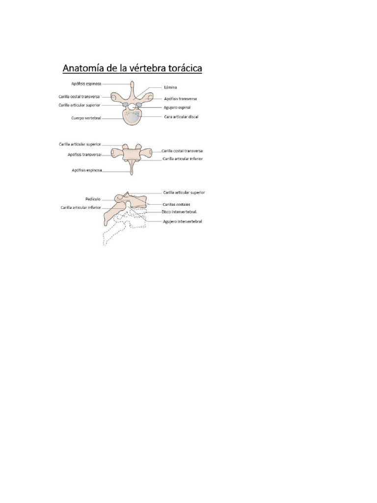 Anatomia de La Aorta | PDF