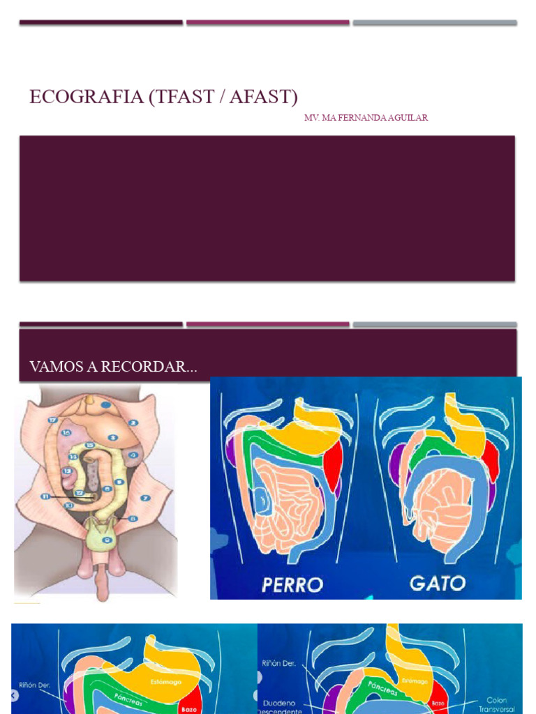 Ecografía TFAST y AFAST en Veterinaria | PDF | Anatomía humana | Abdomen