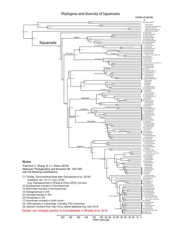 Zheng 2015 Squamate Phylogeny Modified | PDF | Squamata | Lepidosaurs
