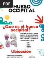 1 Region Superciliar | PDF | Cráneo | Anatomía humana