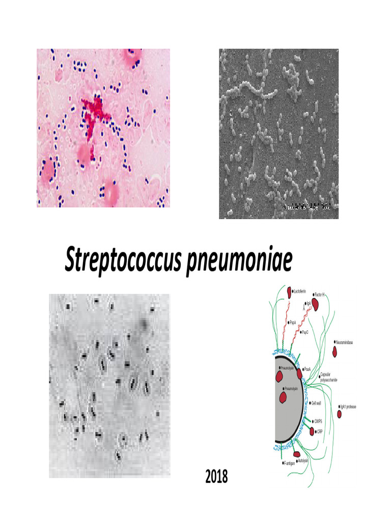 Clase 4 - STREP PNEUMONIAE 2018 | PDF | Biología Celular | Medicina CLINICA
