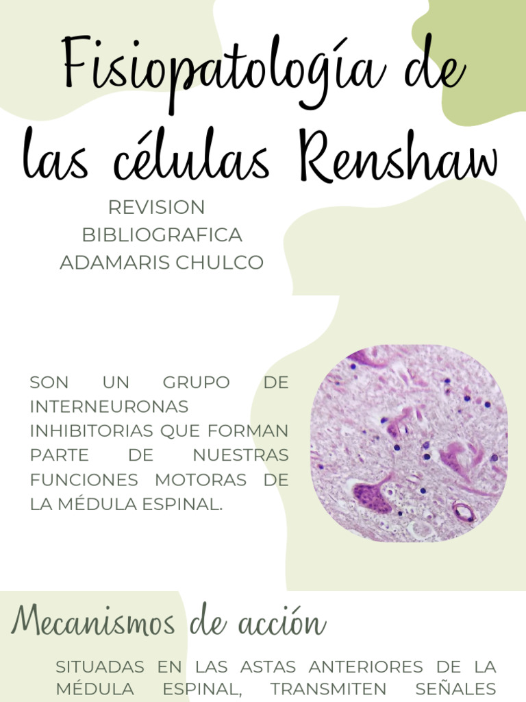Fisiopatología de Las Células Renshaw | PDF