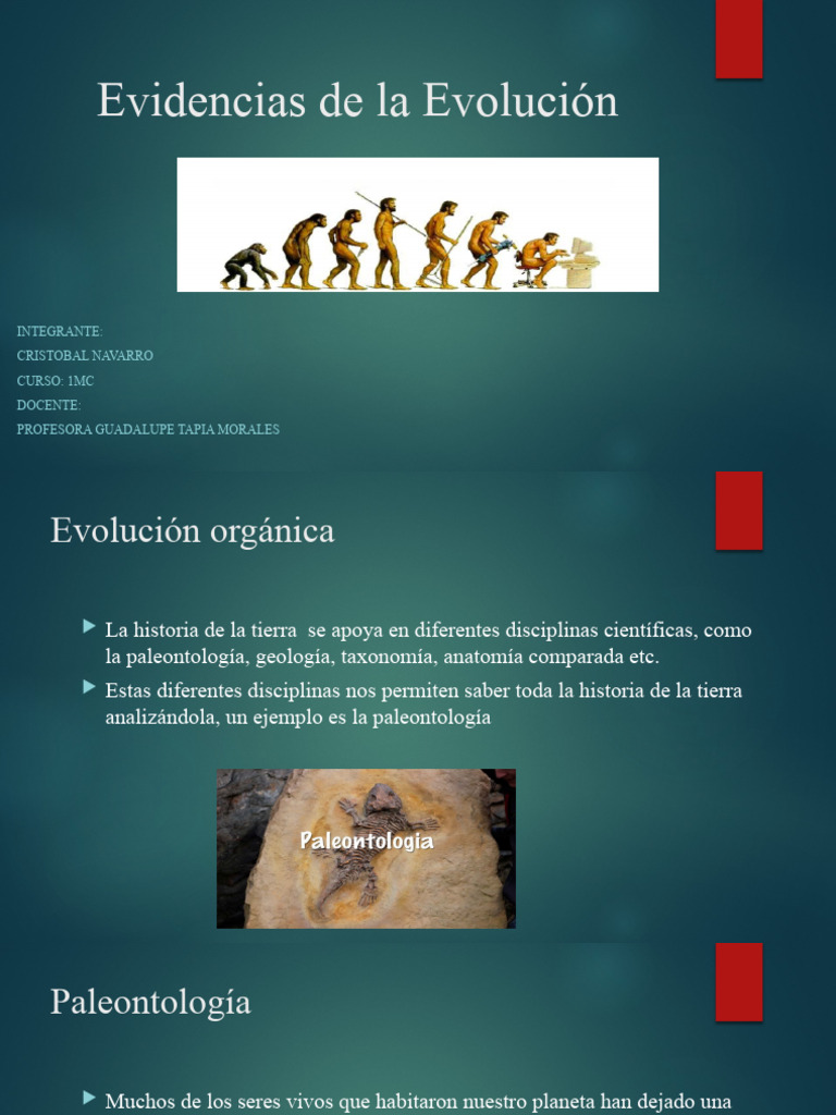 Evidencias de La Evolución | PDF | Fósil | Evolución
