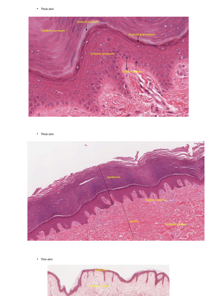 0403 Histo Lab | PDF | Skin | Endocrine System 0403 Histo Lab | PDF | Skin | Endocrine System