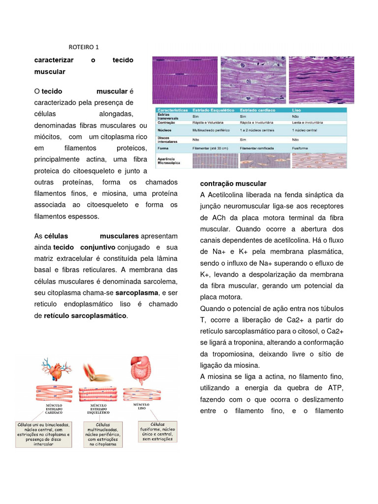 morfo 9 | PDF | Pâncreas | Endotélio