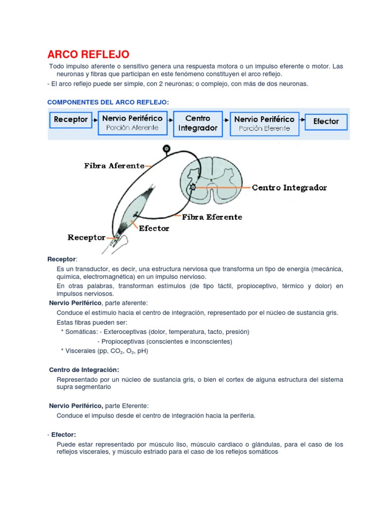 Arco Reflejo, Acto Reflejo. Doctora | PDF | Neurona | Dolor