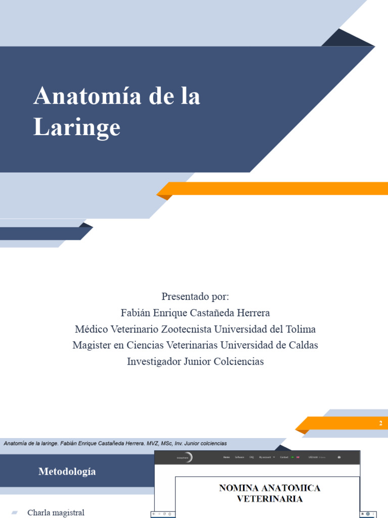 Anatomía de La Laringe | PDF | Laringe | Garganta Humana