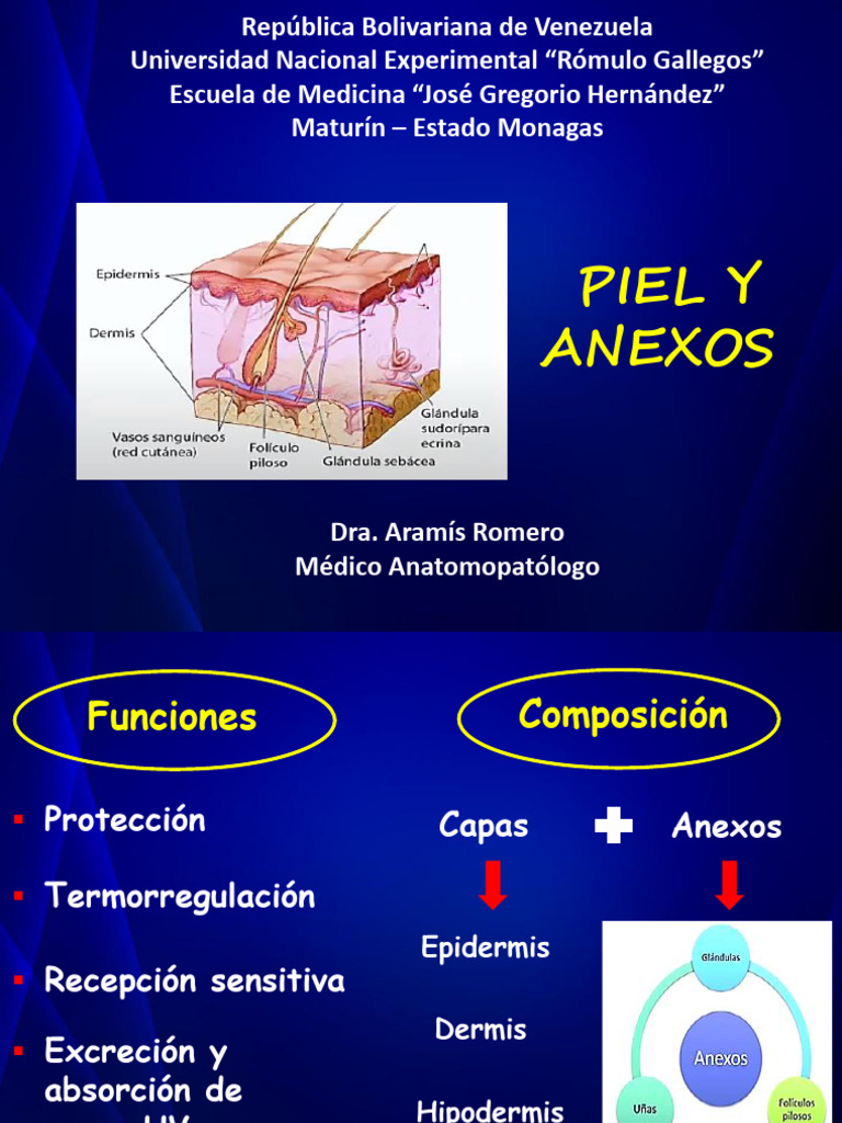 Piel y Anexos | PDF | Epidermis | Piel
