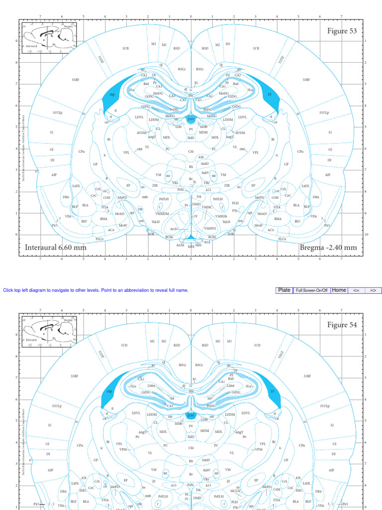 Rat Brain Atlas: Stereotaxic Coordinates | PDF | Temporal Lobe | Limbic ...