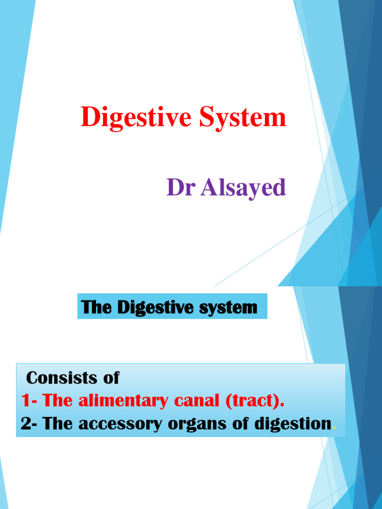 LEC. 4&5. Digestive System | PDF | Stomach | Human Digestive System