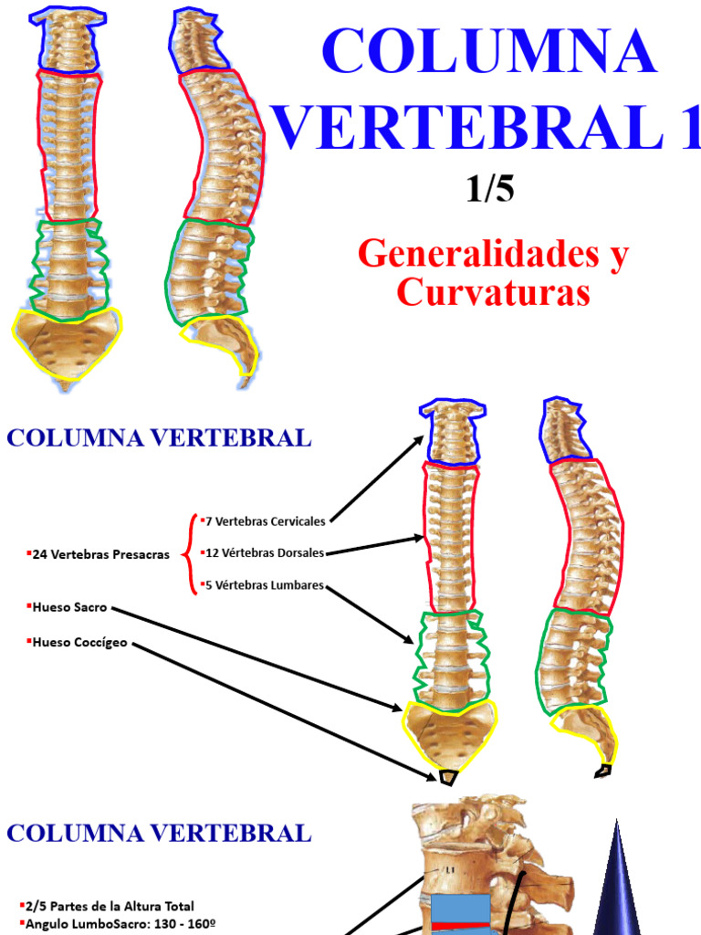 Columna y Torax Superficial | PDF | Vértebra | La columna vertebral
