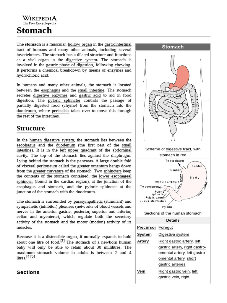 Stomach | PDF | Stomach | Human Digestive System