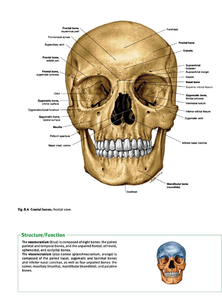 Skull | PDF | Skull | Human Head And Neck