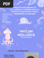 Anatomía de Un Calamar | PDF | Corazón | Sistema digestivo humano