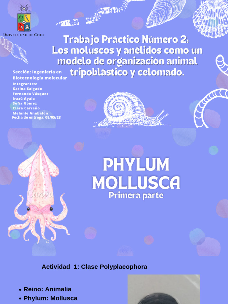 Informe Trabajo Práctico Zoología Numero 2 | PDF | Protostomas | Moluscos