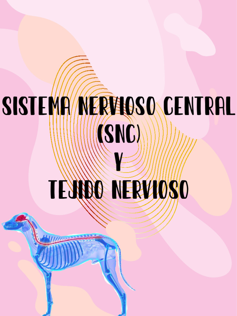 Sistema Nervioso Central (SNC) Y Tejido Nervioso | PDF | Sistema nervioso | Sistema nervioso central