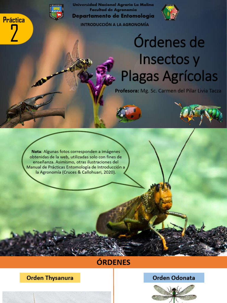 Órdenes de Insectos en Agronomía | PDF | Ciencia y matemáticas