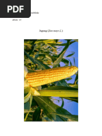 Klasifikasi Tanaman Jagung Nama Ilmiah Jagung Adalah Zea Mays | PDF