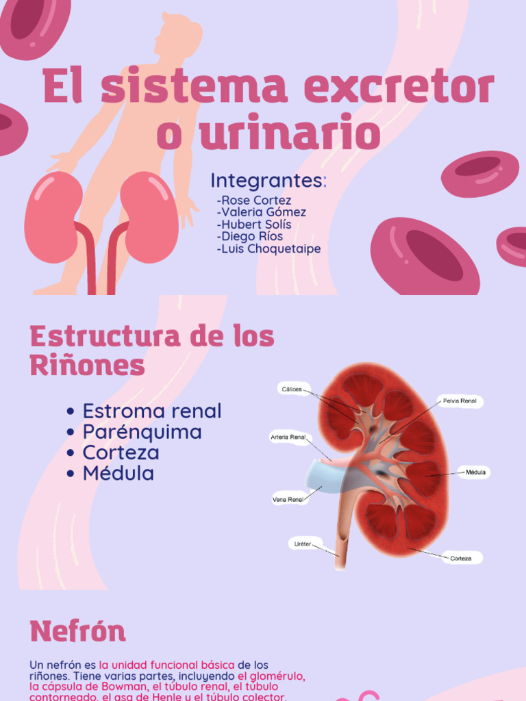 Sistema Excretor o Urinario | PDF | Riñón | Sistema urinario