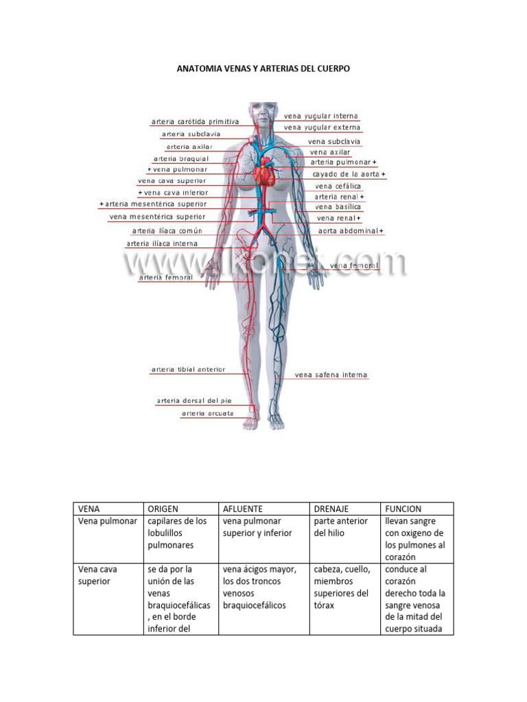 Anatomía de Venas y Arterias del Cuerpo | PDF | Vena | Riñón