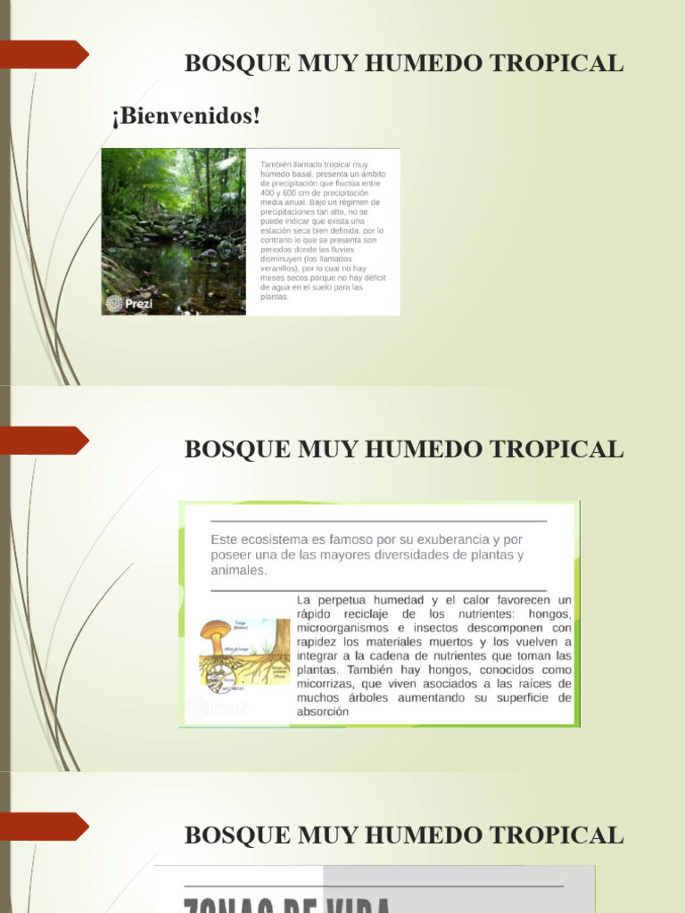 Biodiversidad y Conservación del Bosque Húmedo Tropical | PDF | Los ...
