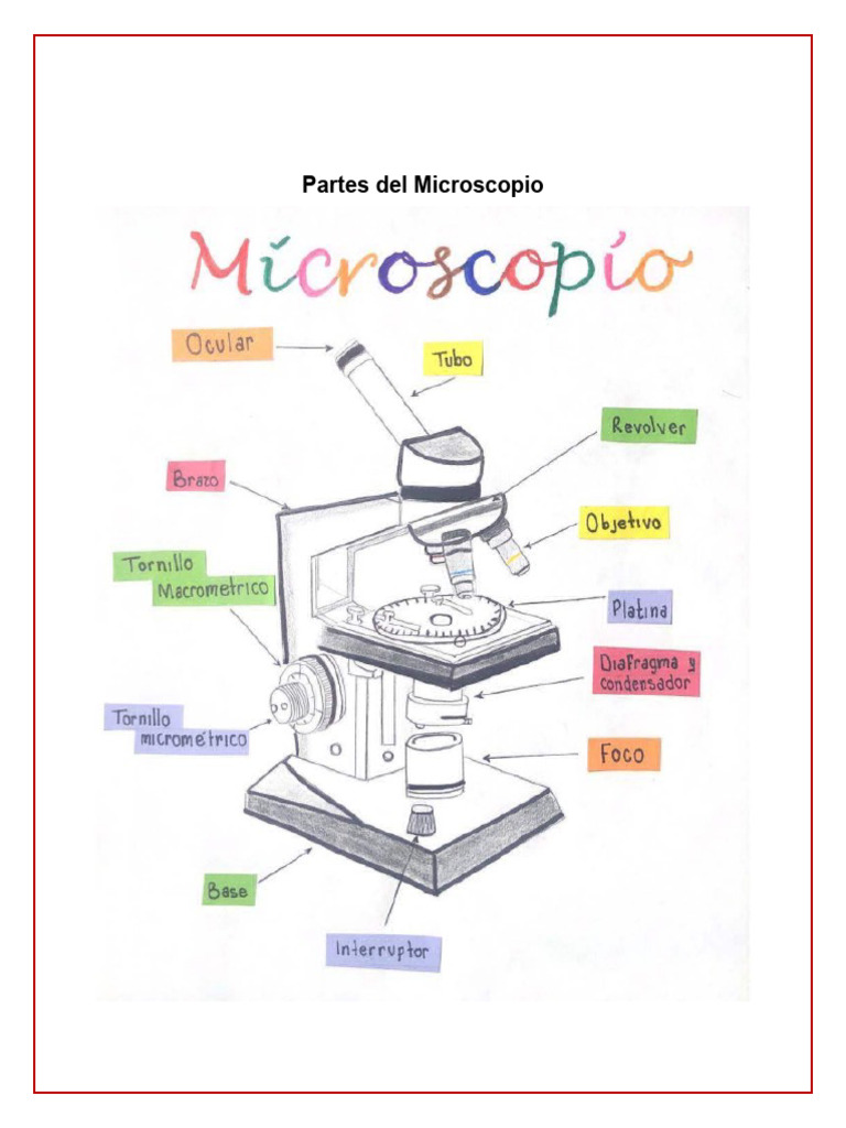 trabajo Partes y Manejo del Microscopio | PDF | Microscopio | Óptica