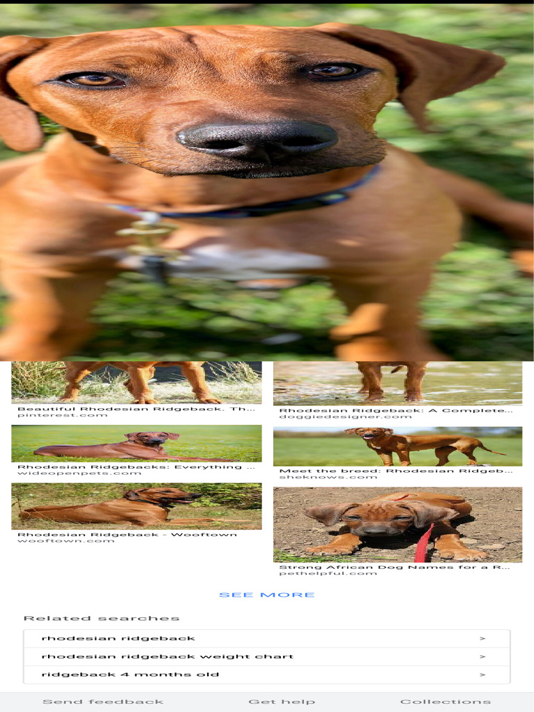 Rhodesian Ridgeback Puppy 4 Months - Google Search | PDF | Language ...
