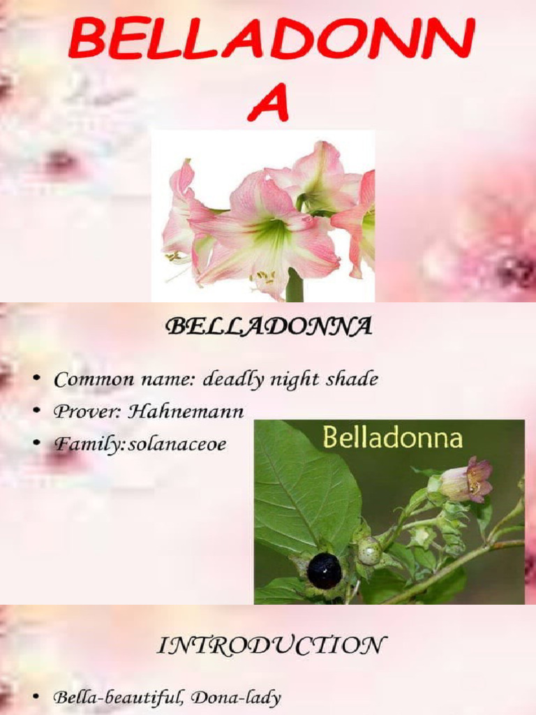 Belladonna Drug by Ayesha Shaikh Final Year BHMS | PDF
